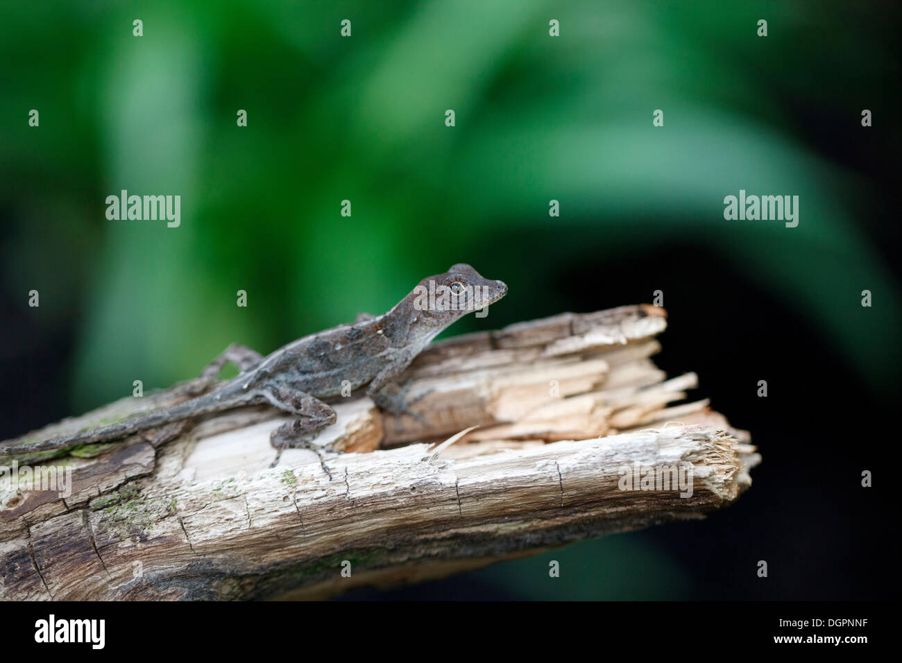 Anolis (Anolis) lizard, Botanical Garden, Berlin Stock Photo - Alamy