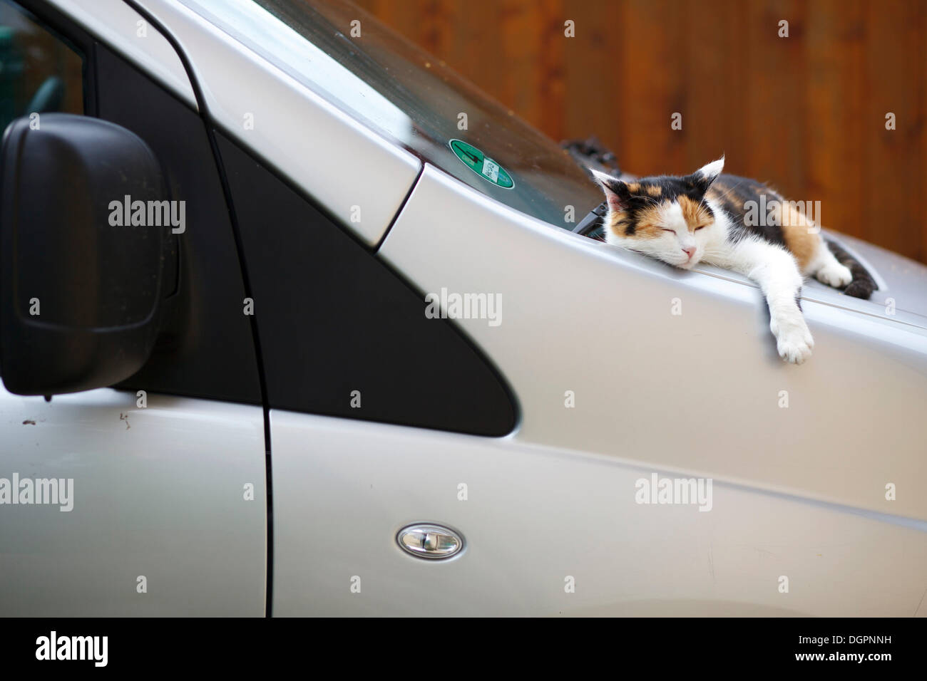 Cat resting between the windshield and hood of a car Stock Photo - Alamy