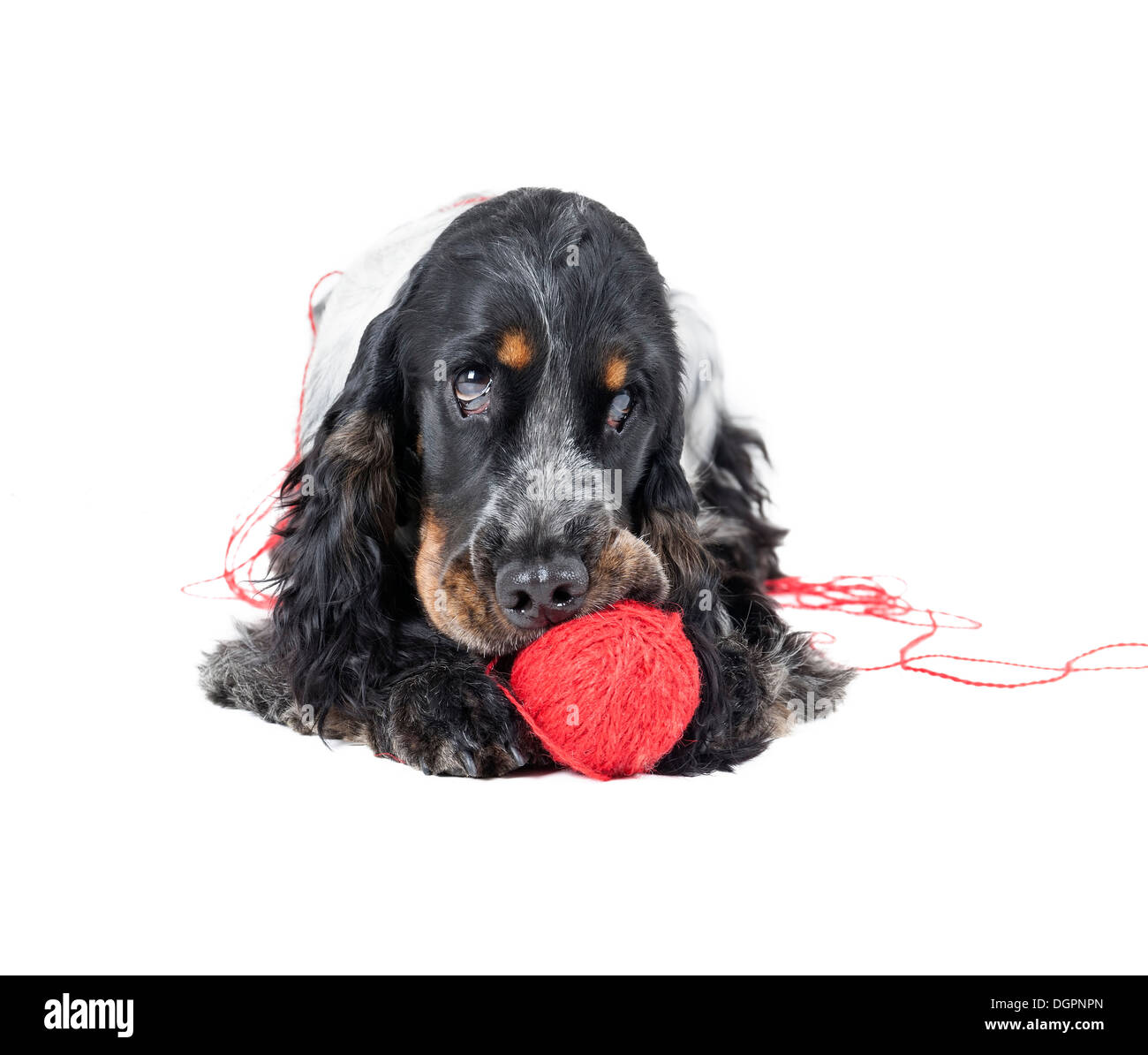 Big spaniel hi-res stock photography and images - Alamy