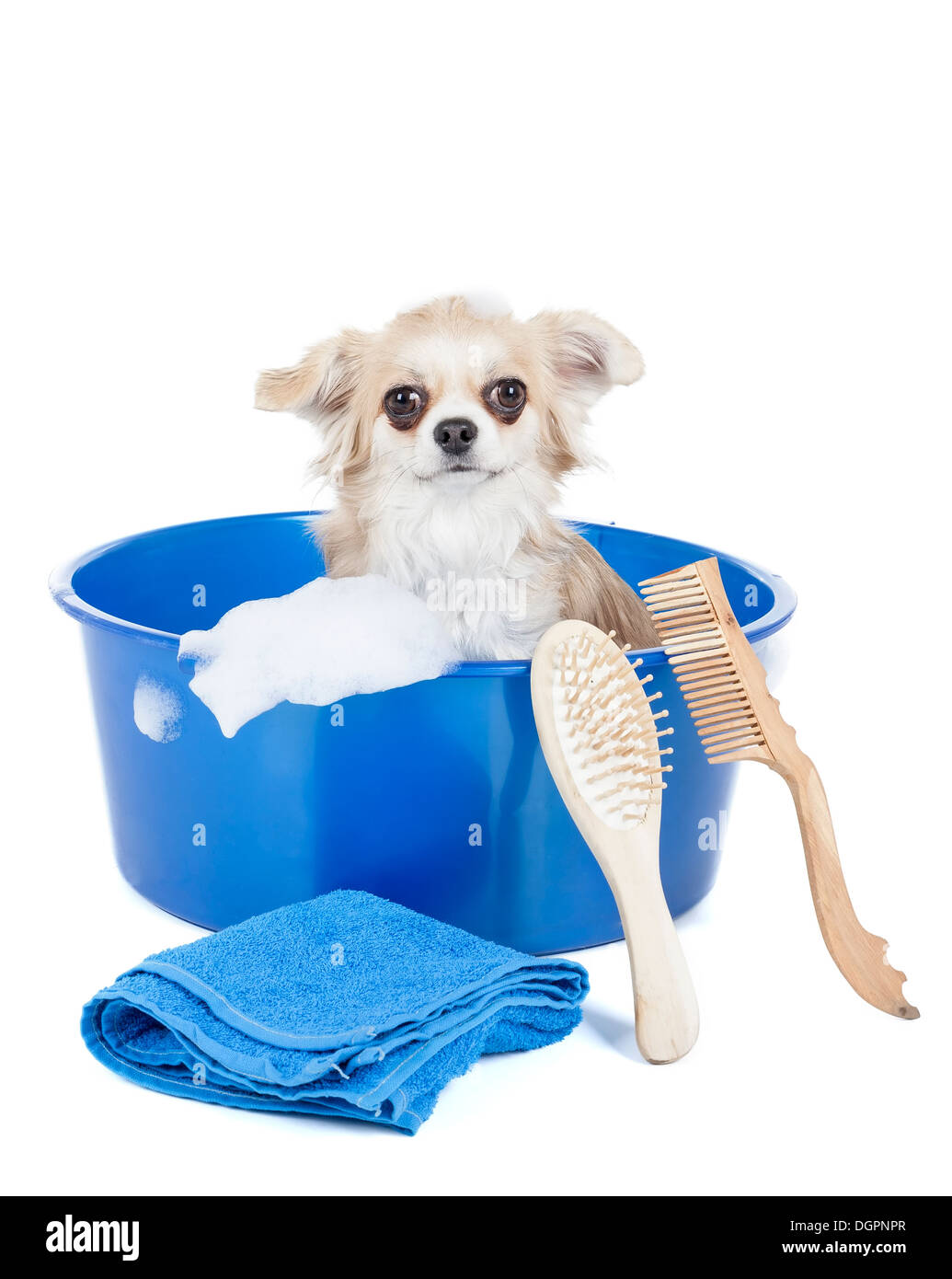 Wash the dog on a white background in studio Stock Photo - Alamy
