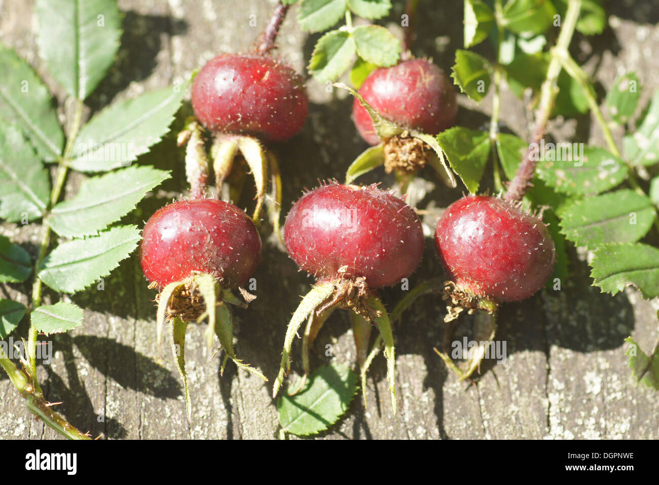 Wildstrauchrosen hi-res stock photography and images - Alamy