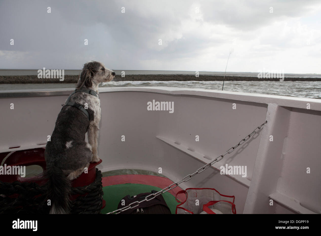 Dog ferry hi-res stock photography and images - Alamy
