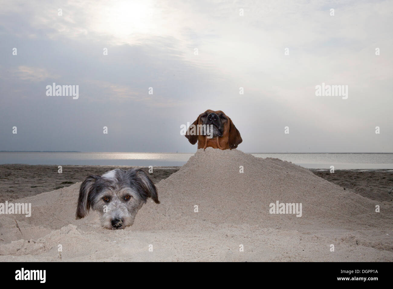 Two dogs buried up to their heads in the sand, Langeoog Island, Lower ...