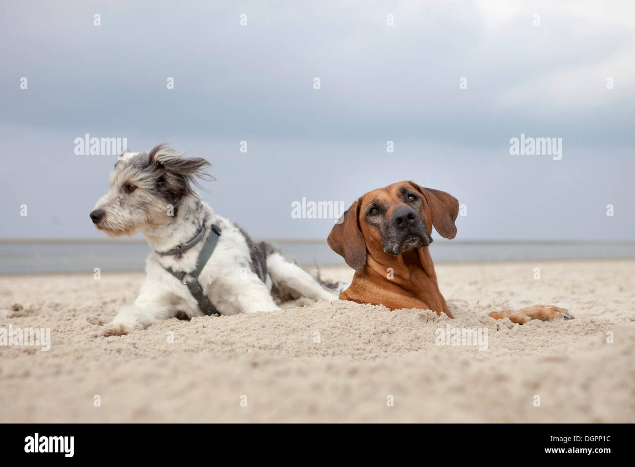 Two dogs half-buried in the sand, Langeoog Island, Lower Saxony Stock ...
