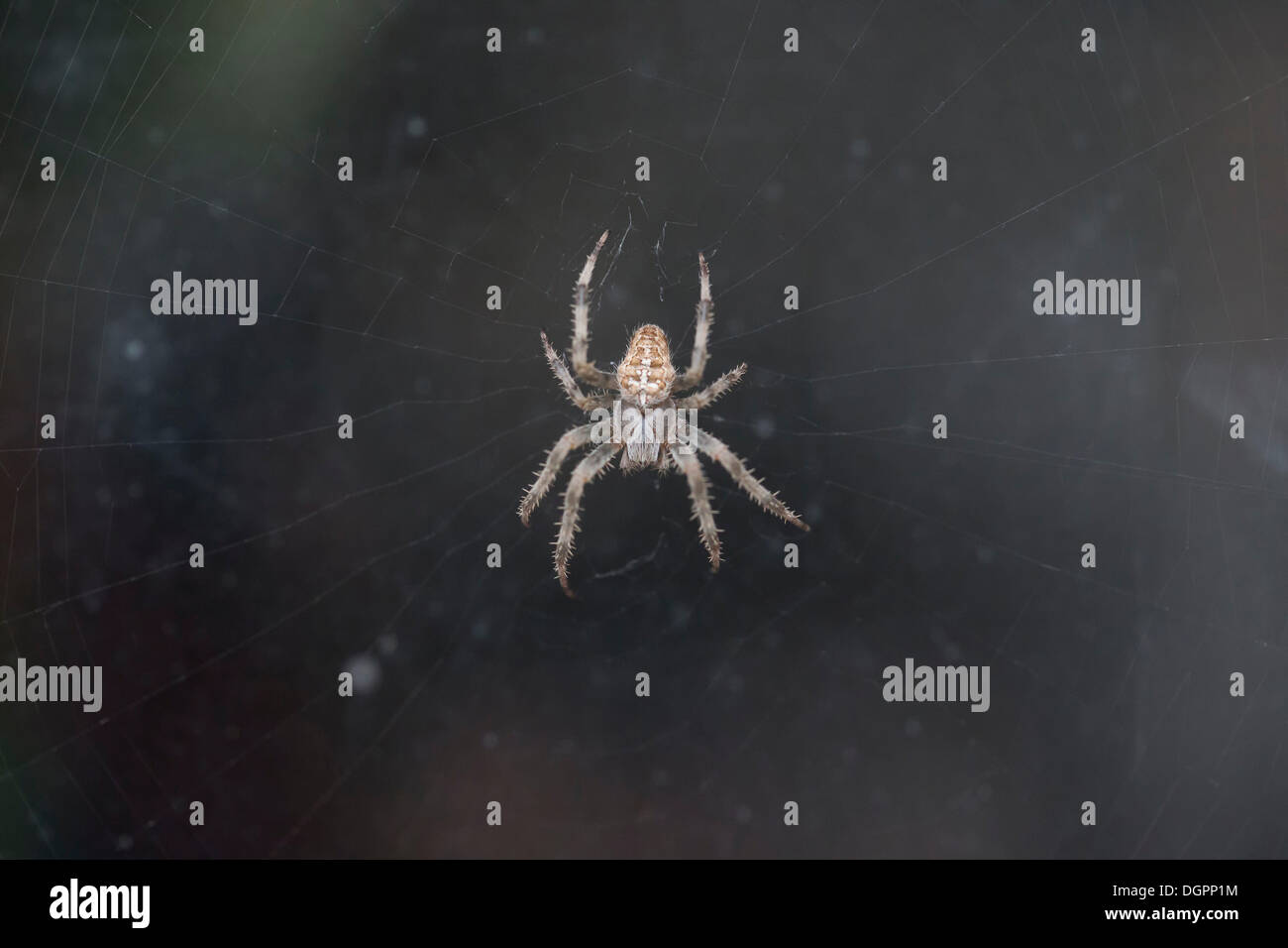 European Garden Spider or Cross Orbweaver(Araneus diadematus) in its ...