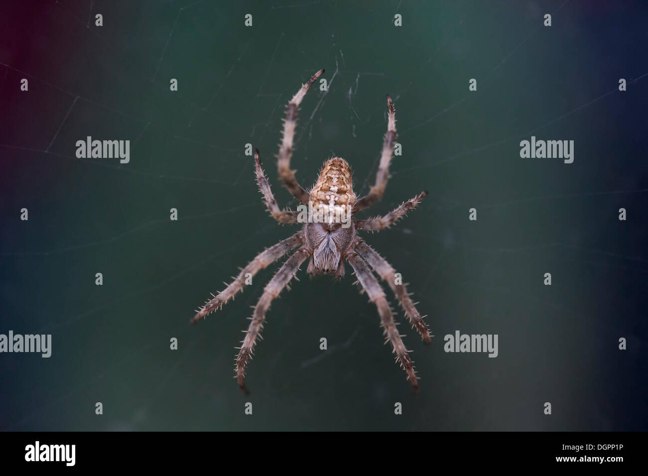 European Garden Spider or Cross Orbweaver(Araneus diadematus) in its ...