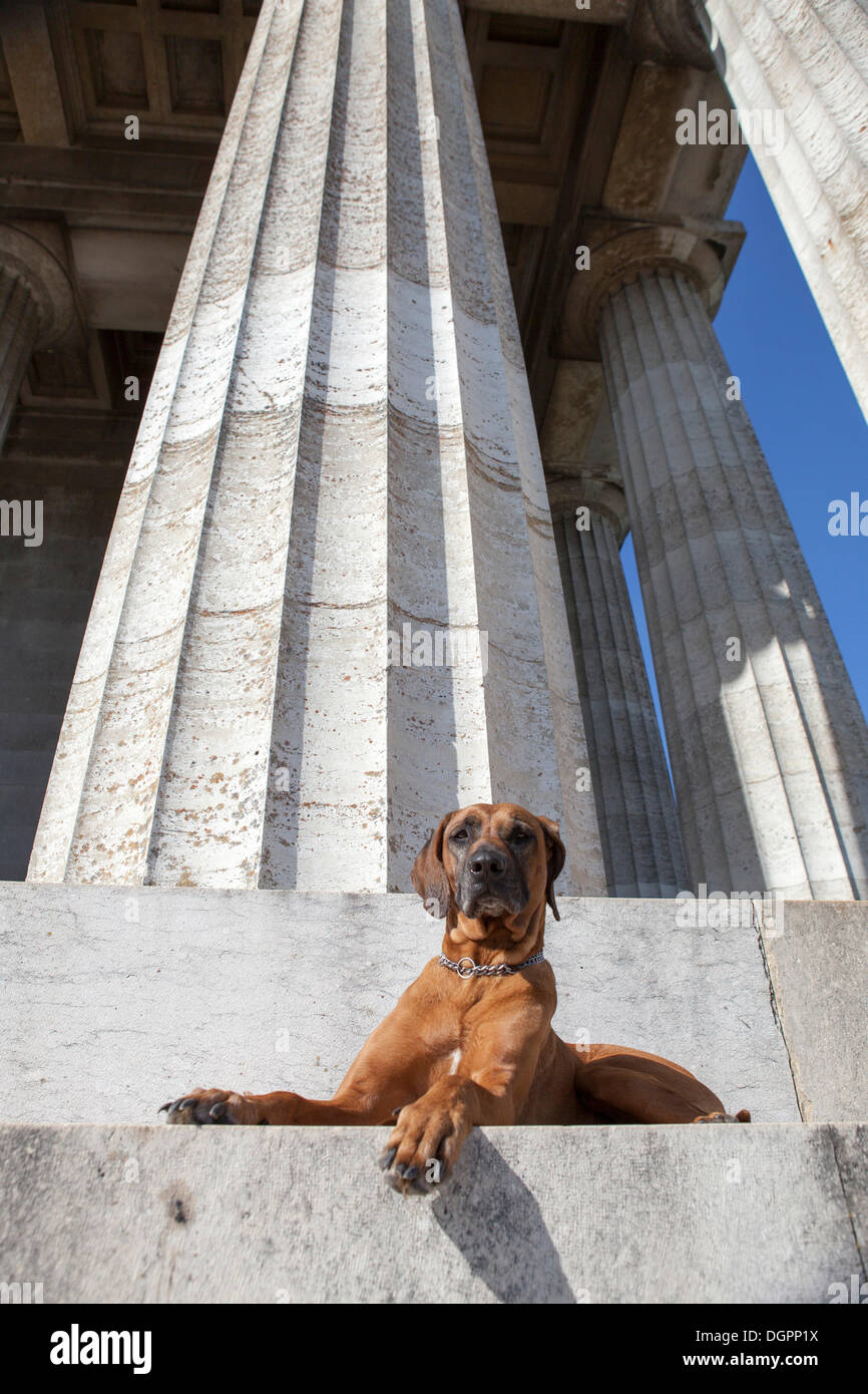 Female Rhodesian Ridgeback dog lying on the stones of the Walhalla ...