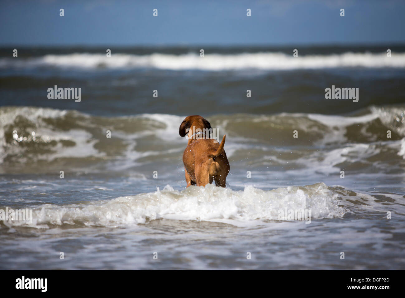Female Rhodesian Ridgeback dog in the North Sea on a beach on Langeoog ...