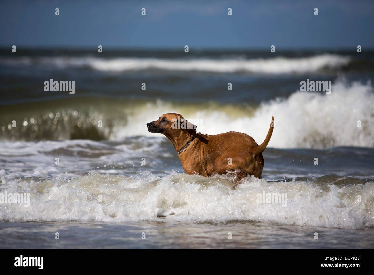 Female Rhodesian Ridgeback dog in the North Sea on a beach on Langeoog ...