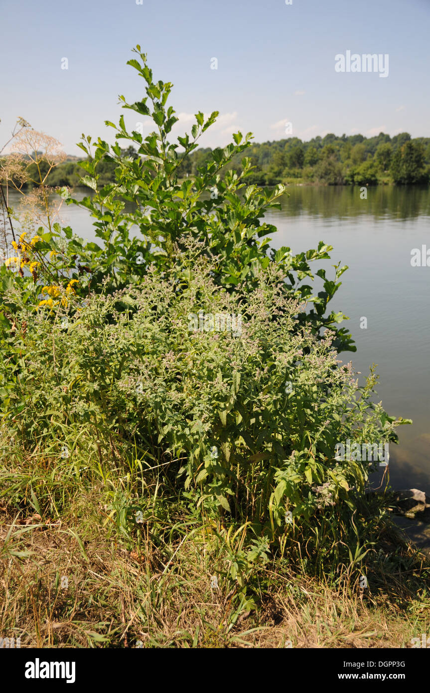Horsemint mentha longifolia hi-res stock photography and images - Alamy