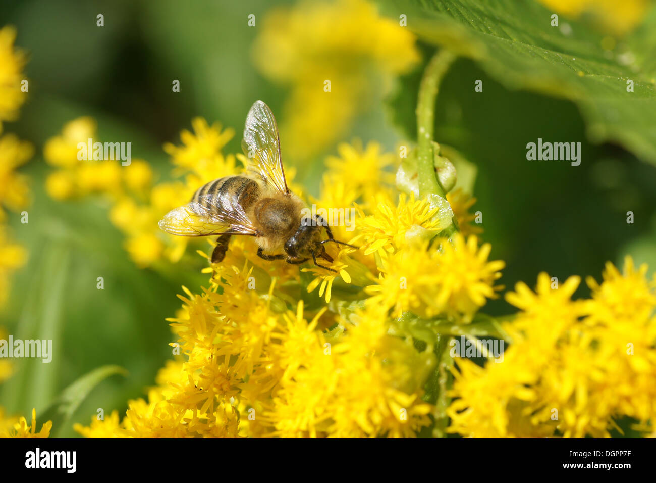 Golden rod bee hi-res stock photography and images - Alamy