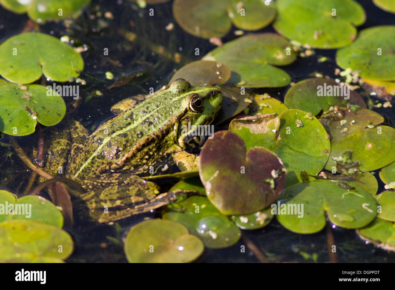 Frog in a well hi-res stock photography and images - Alamy