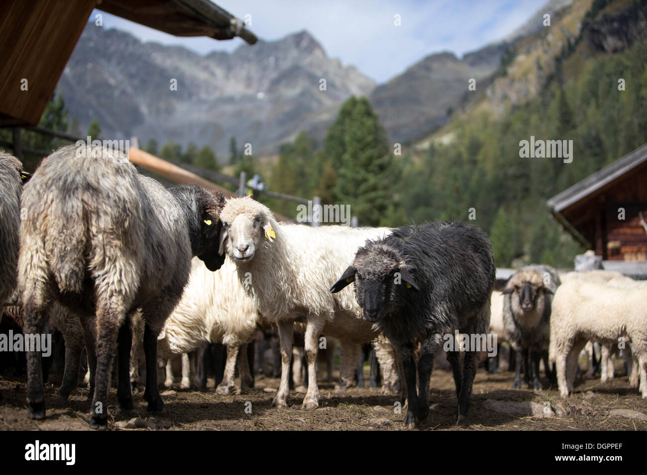 Alpine sheep austrian alps hi-res stock photography and images - Alamy