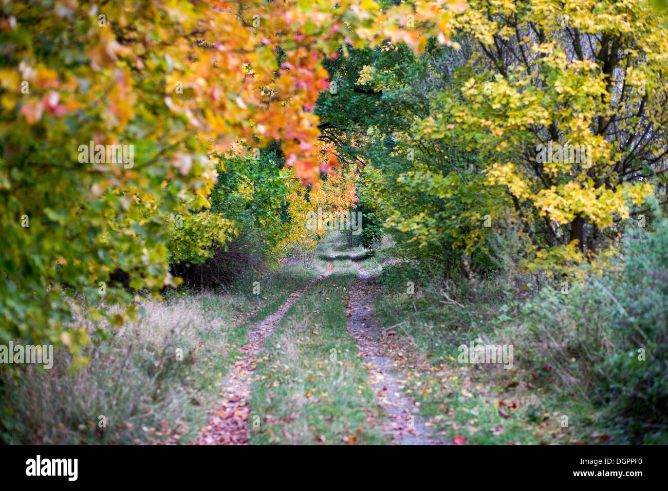 Wustermark hi-res stock photography and images - Alamy