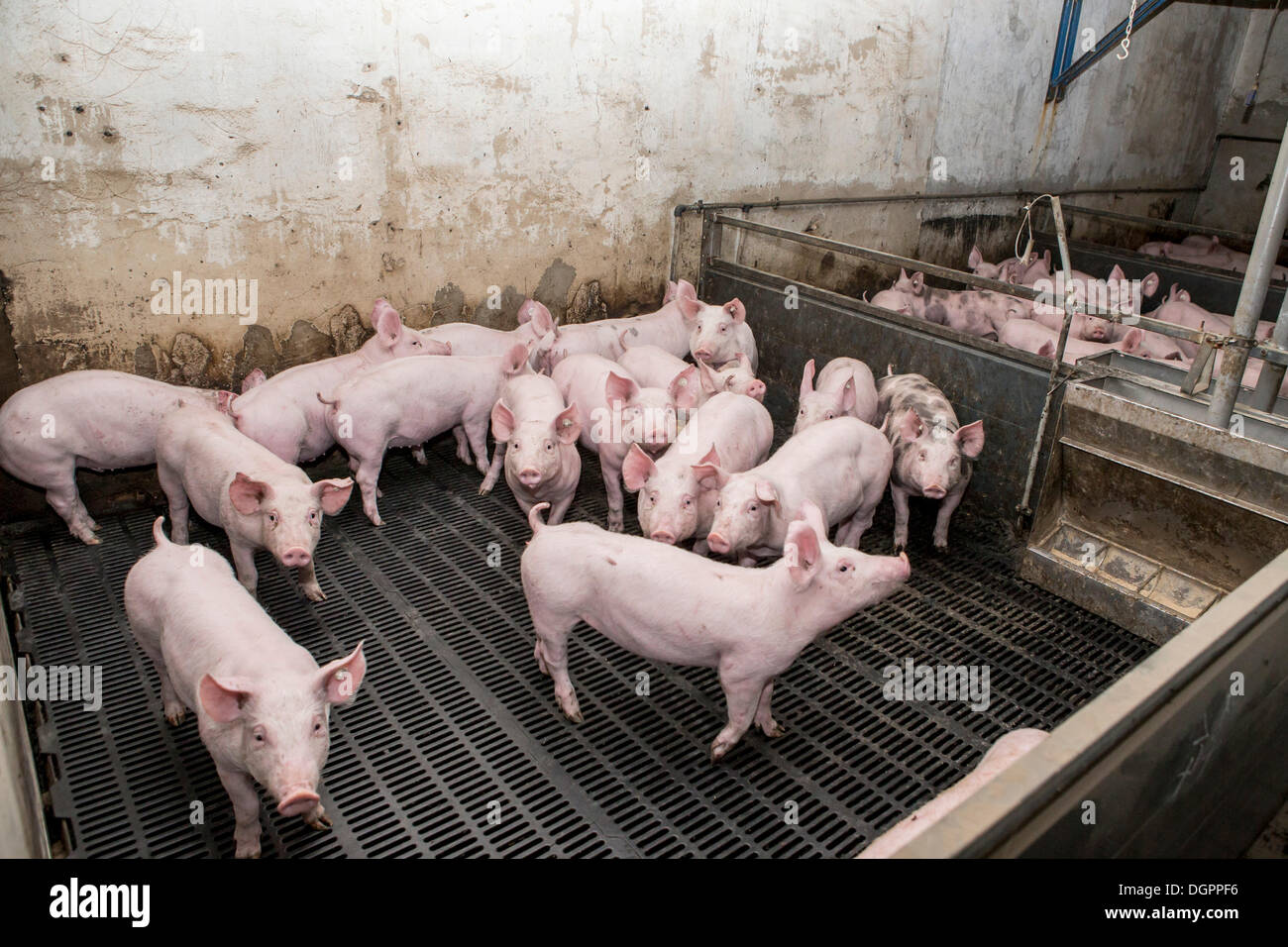 Pig farming industrial hi-res stock photography and images - Alamy