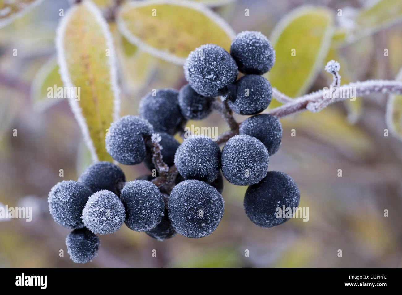 Winberries hi-res stock photography and images - Alamy