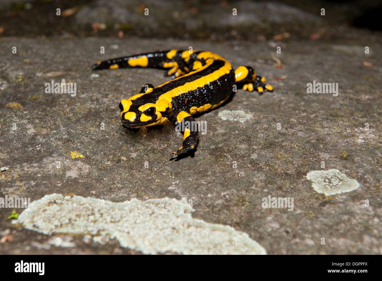 Fire salamander (Salamandra salamandra Stock Photo - Alamy