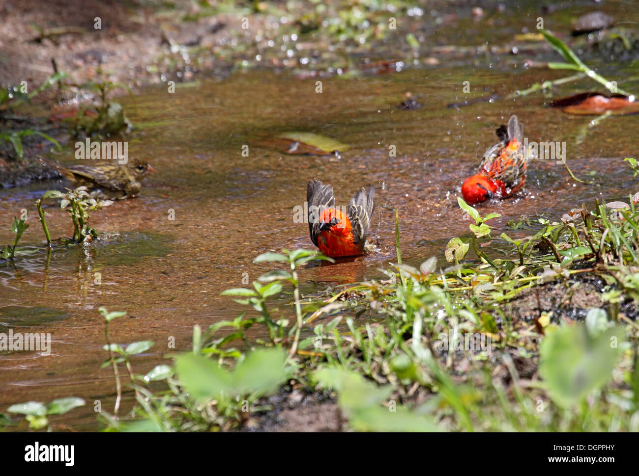 Seychelles fodies hi-res stock photography and images - Alamy