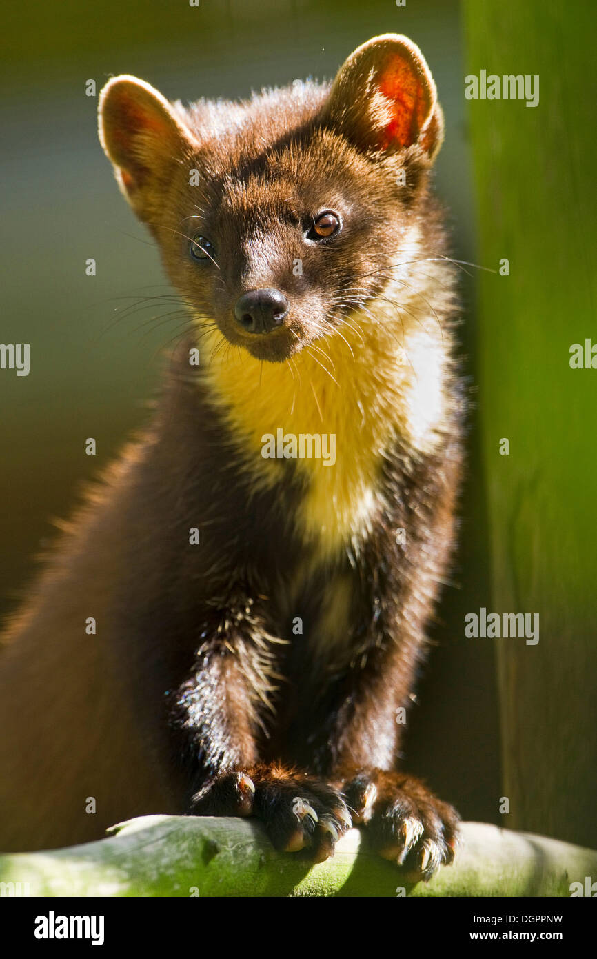 European Marten Animal