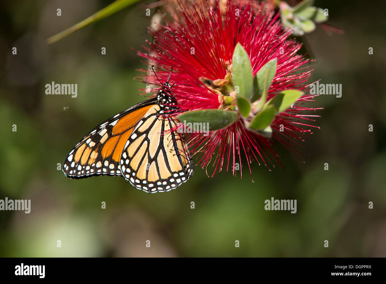 Monarch butterfly (Danaus plexippus), Monarch Grove Sanctuary, Monterey ...