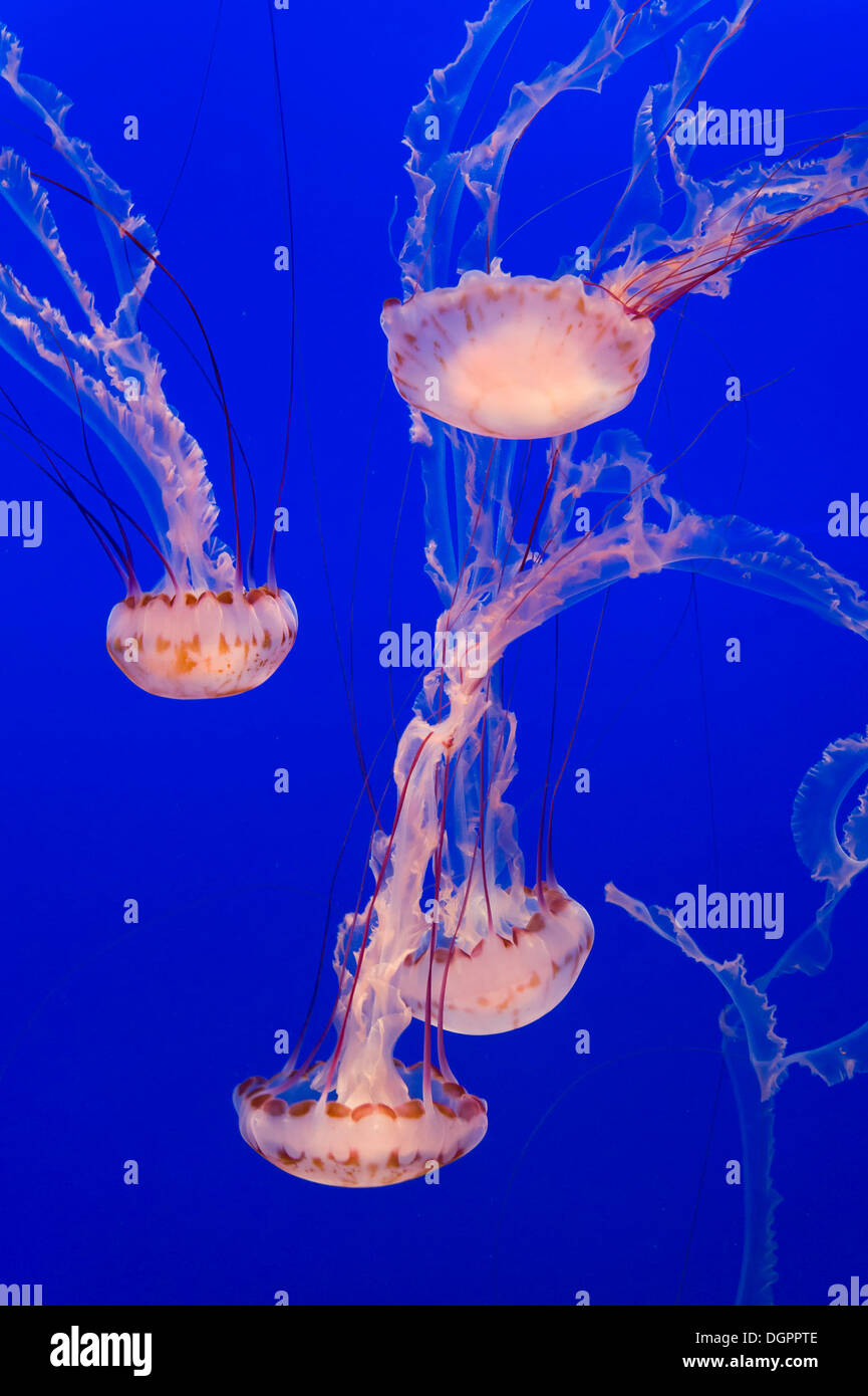 Purple-striped jelly or jellyfish (Chrysaora colorata), Monterey Bay ...