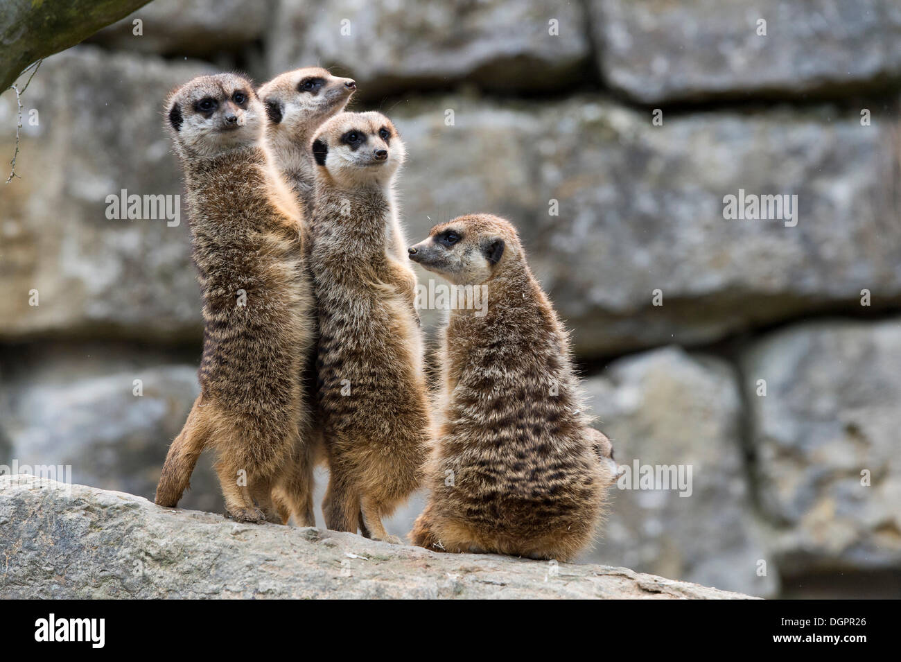 Four meerkats hi-res stock photography and images - Alamy