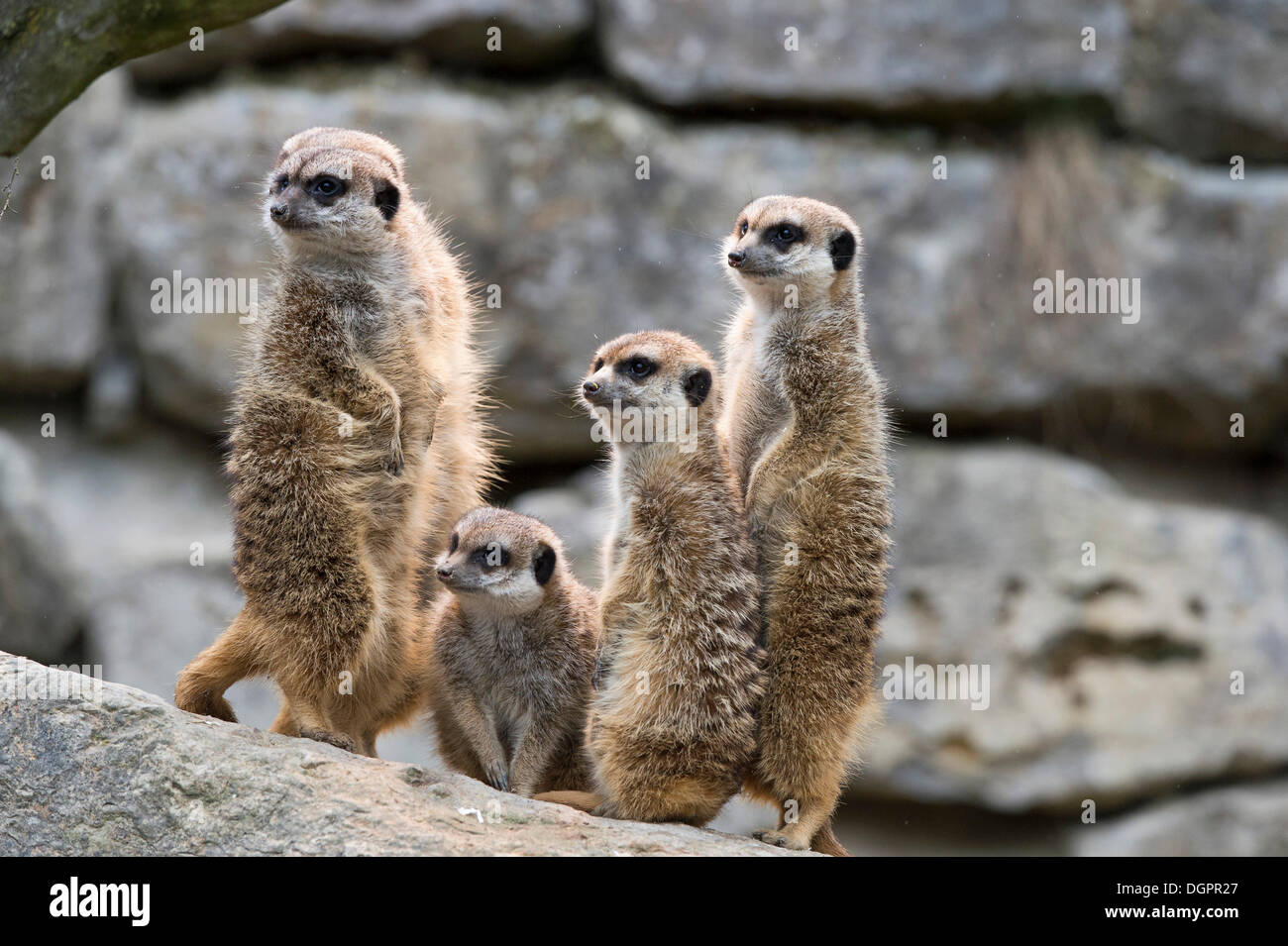 Meerkats (Suricata suricatta), mob, gang or clan of meerkats, captive ...