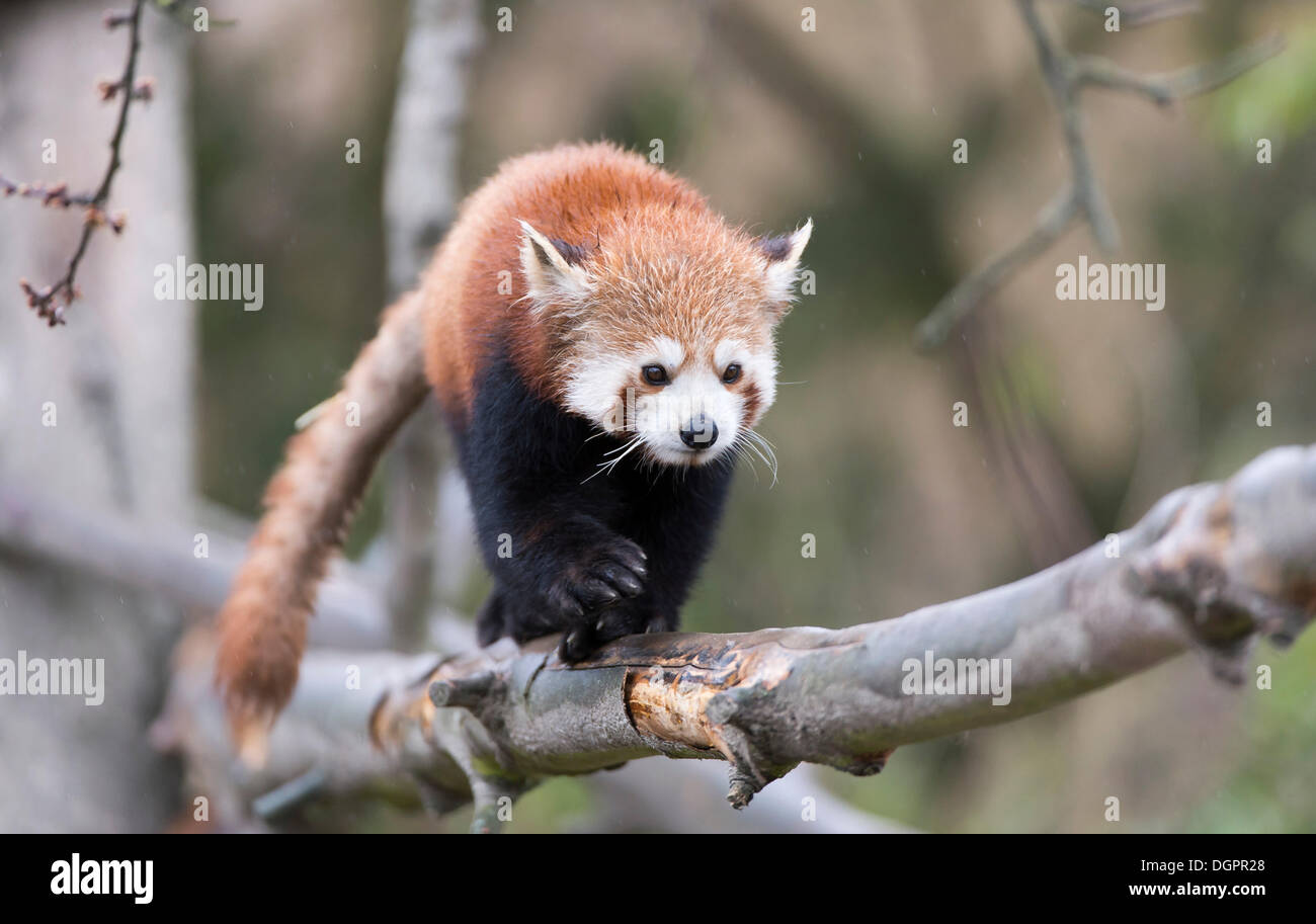 Red Panda (Ailurus fulgens) climbing on a branch, captive, Opel Zoo ...