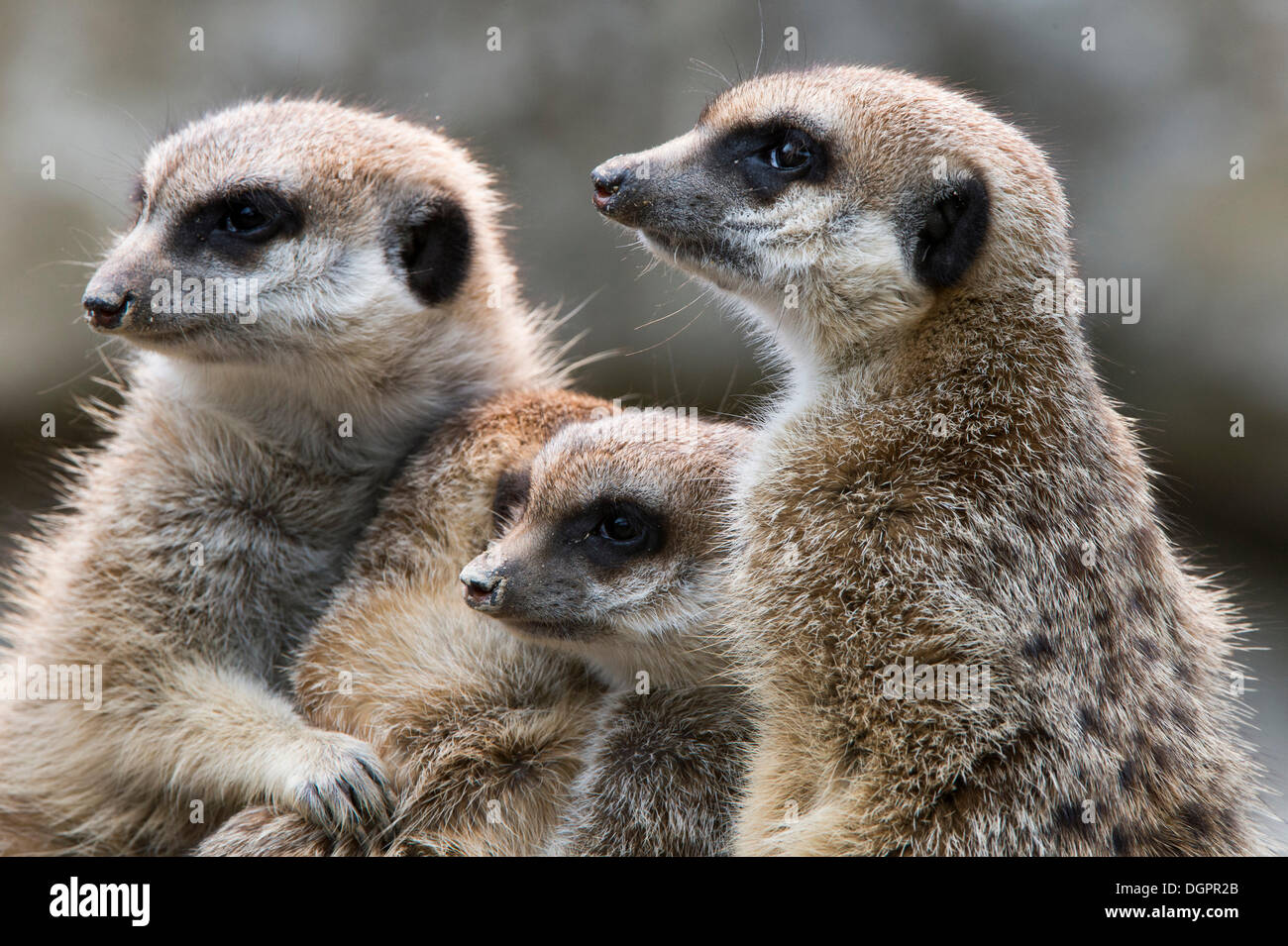Mongoose gang hi-res stock photography and images - Alamy