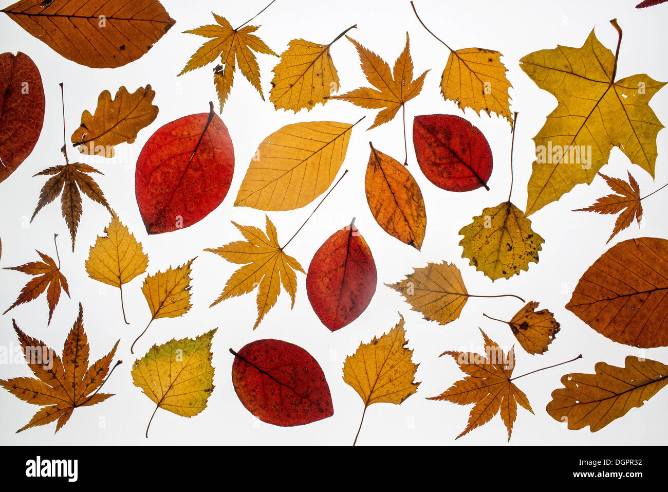 Leaves with autumn colours hi-res stock photography and images - Alamy