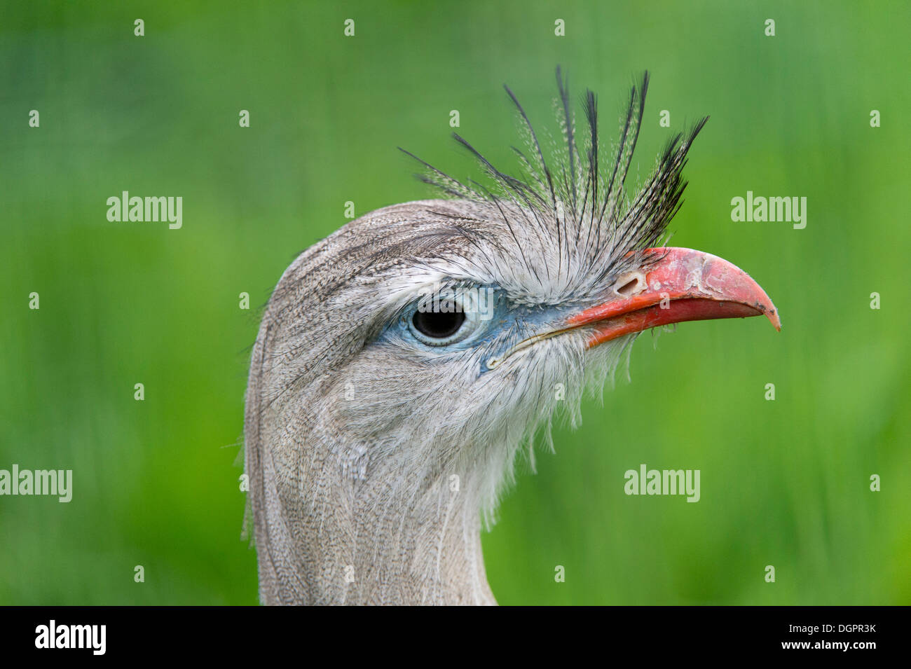 Red-legged Seriema (Cariama cristata), portrait, captive, West Coast ...
