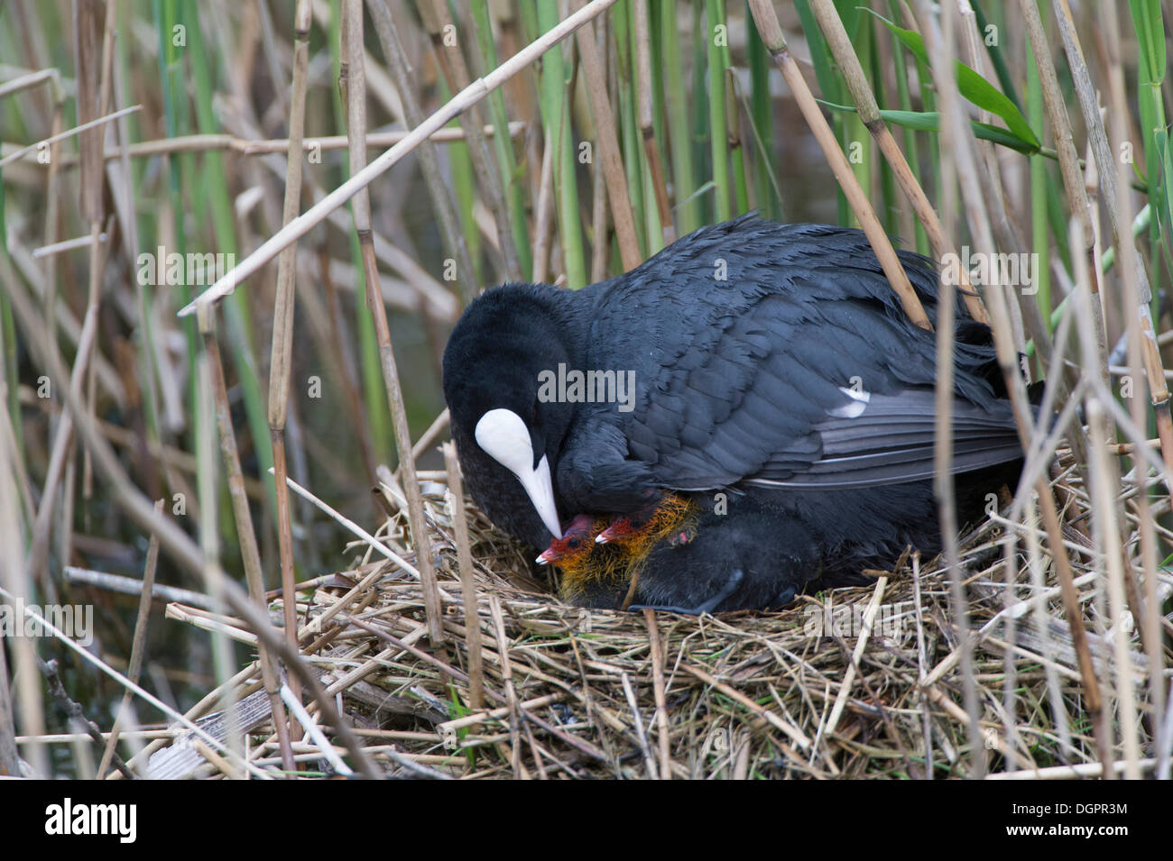 Protecting captive birds hi-res stock photography and images - Alamy