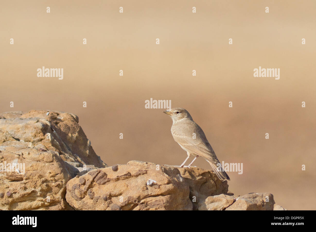 Desert Lark (Ammomanes deserti) in its habitat at Desert National Park ...