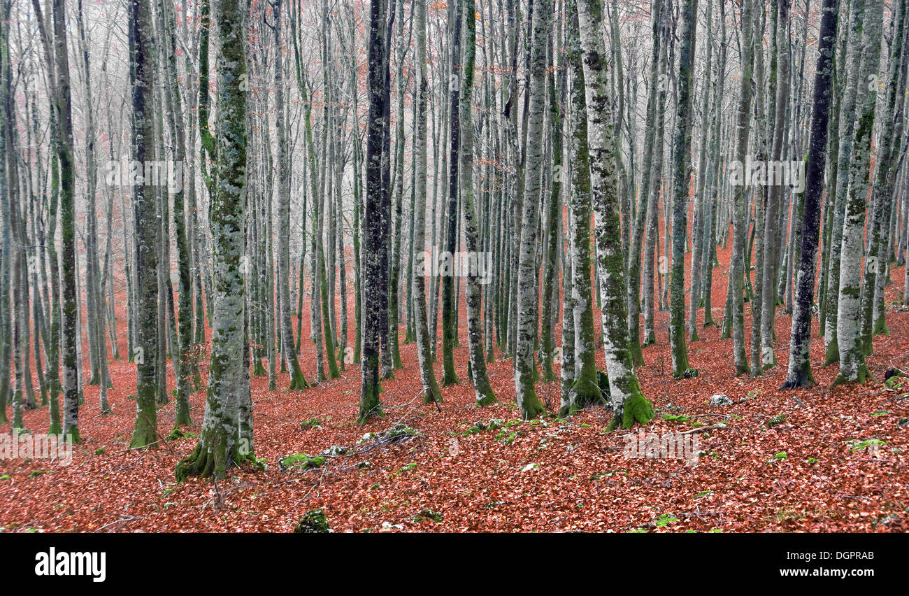 beech forest in autum and red leaves Stock Photo - Alamy