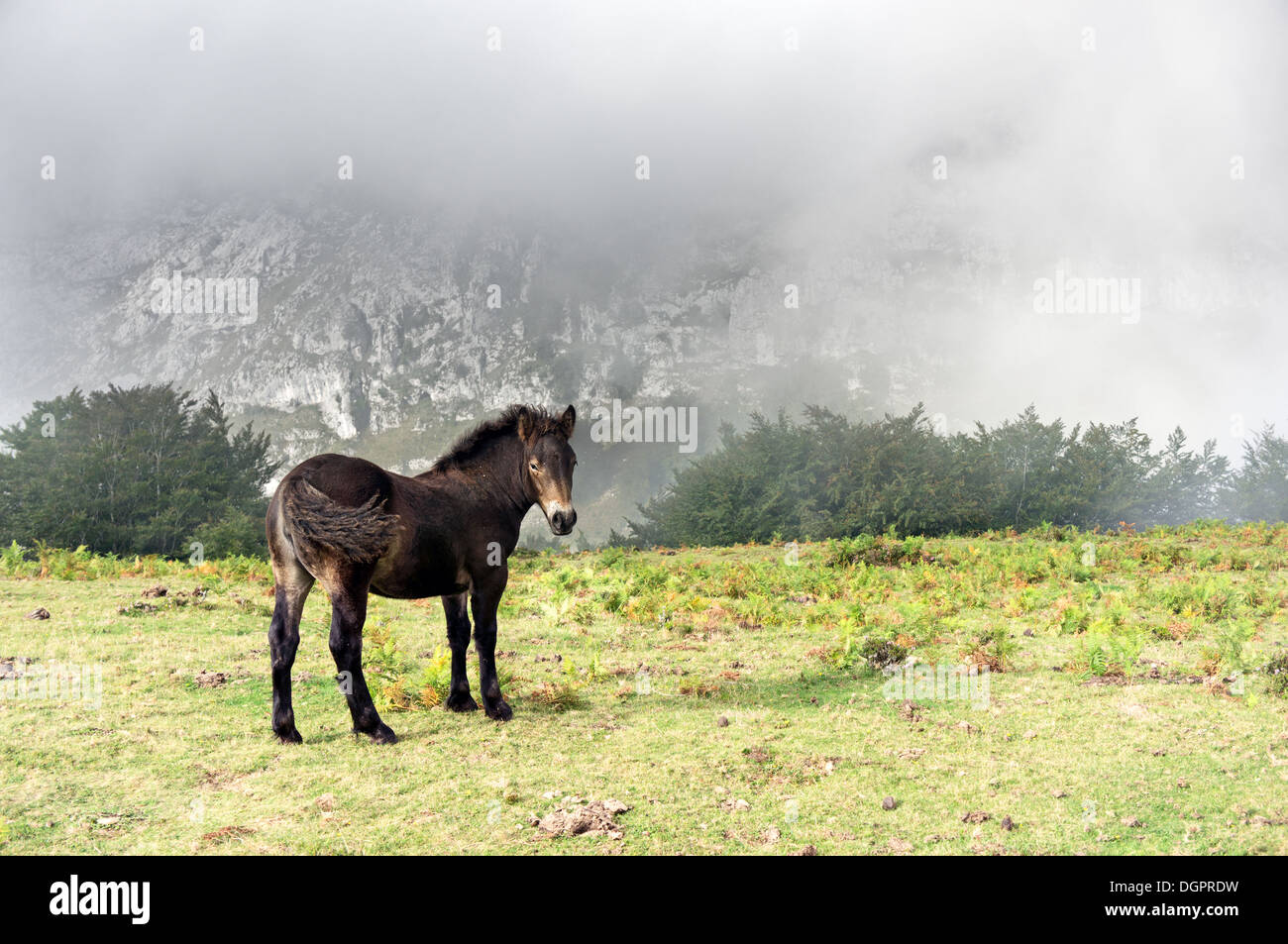Colt horse hi-res stock photography and images - Alamy