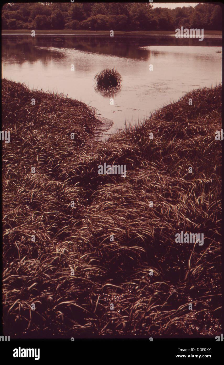 The Tiverton Salt Marsh, located in Rhode Island, is an important ...