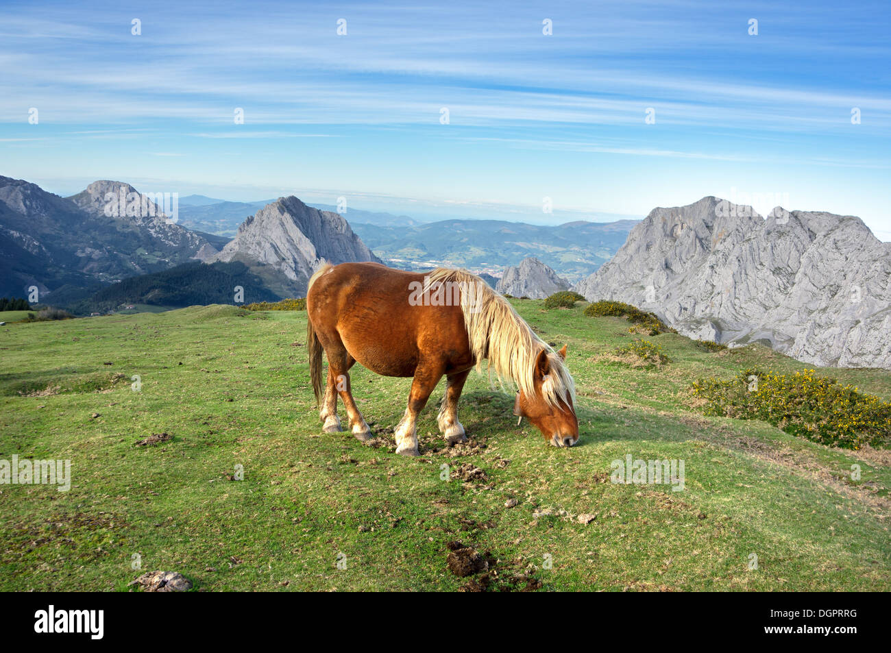 Basque mountain horse hi-res stock photography and images - Alamy