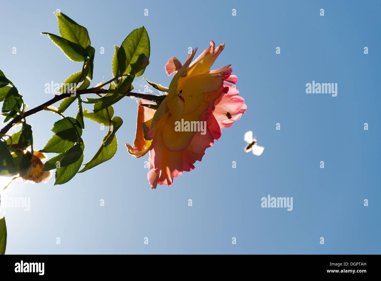 pink with bees during pollination in spring Stock Photo - Alamy