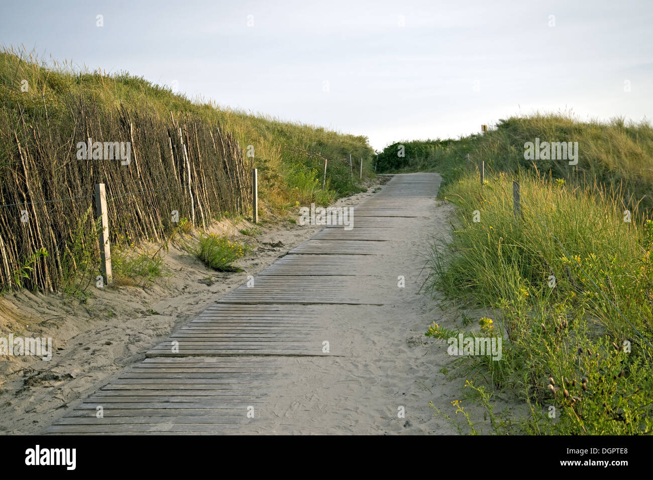 dune path @ the german north sea coast Stock Photo - Alamy