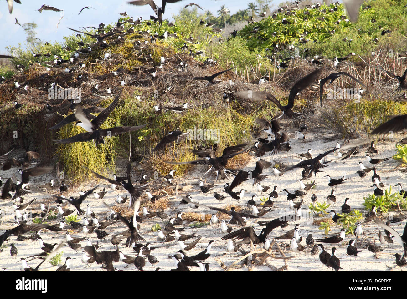 Sooty tern sterna fuscata colony hi-res stock photography and images ...