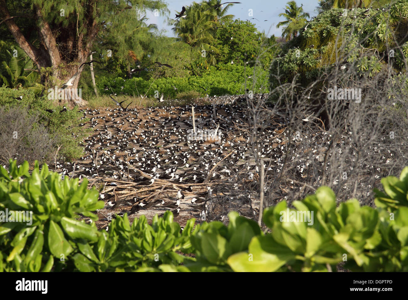 Sooty tern sterna fuscata colony hi-res stock photography and images ...