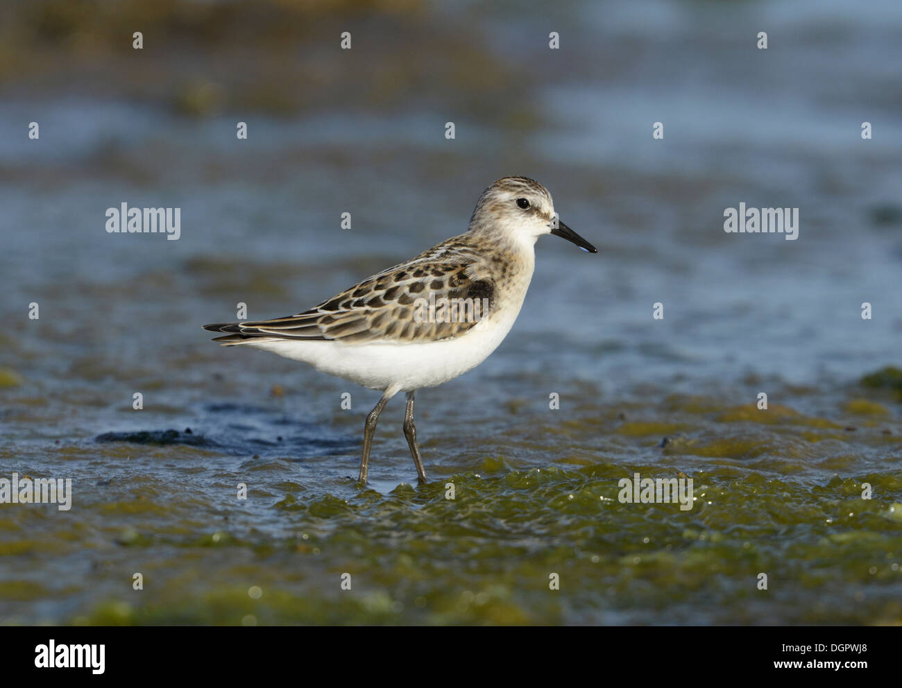 Little Stints High Resolution Stock Photography and Images - Alamy