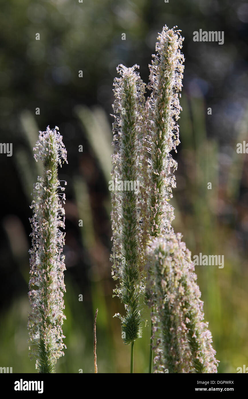 Gras seeds hi-res stock photography and images - Alamy