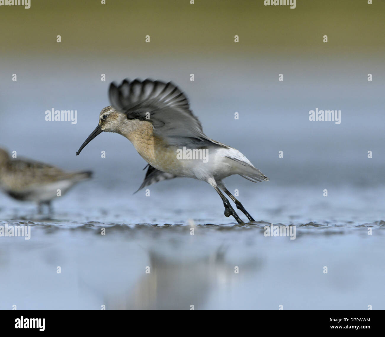 Curlew sandpiper migration hi-res stock photography and images - Alamy
