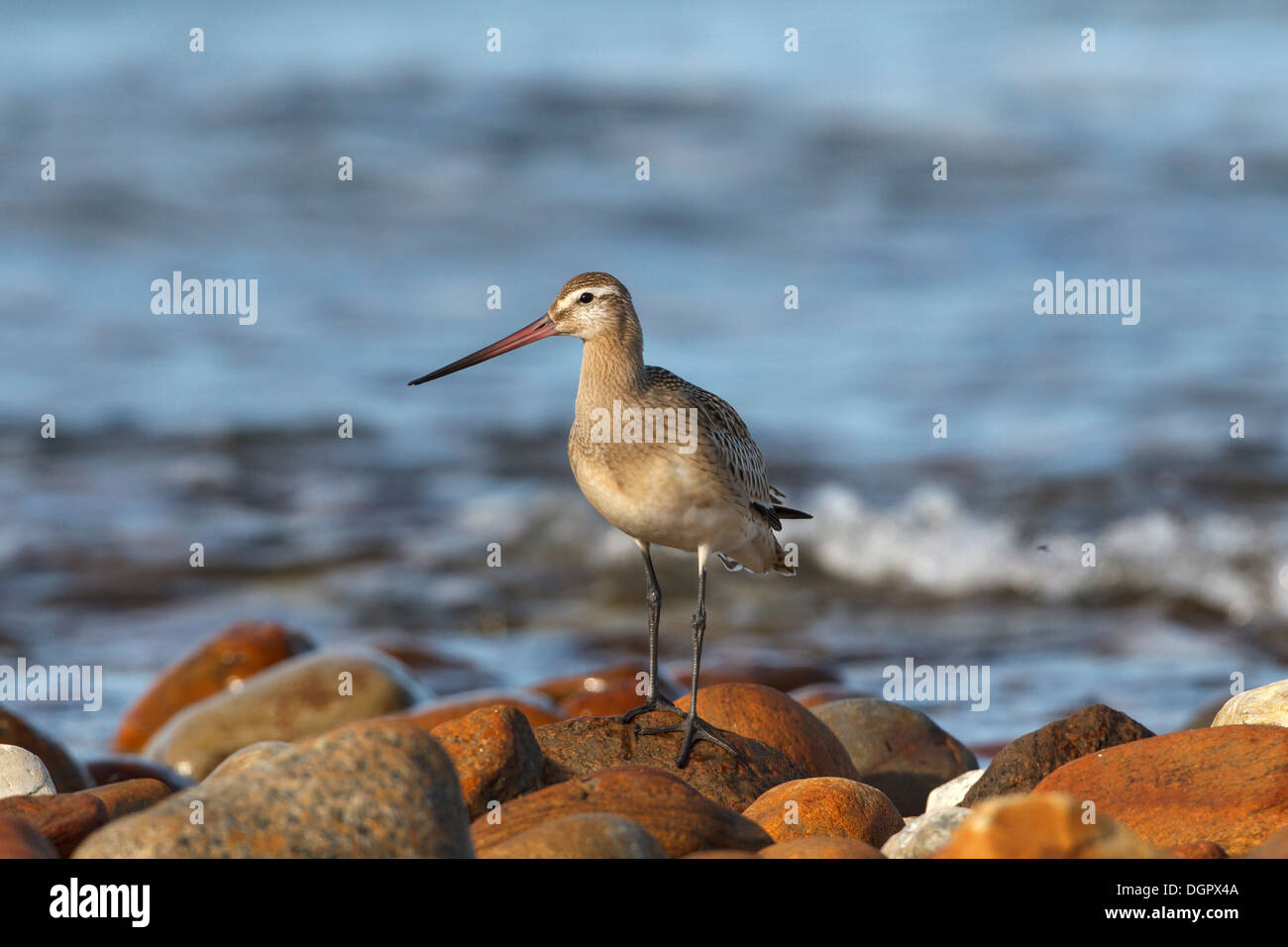 Bar-tailed Godwit Limosa lapponica Stock Photo - Alamy