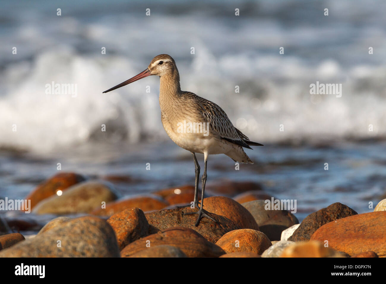 Bar-tailed Godwit Limosa lapponica Stock Photo - Alamy