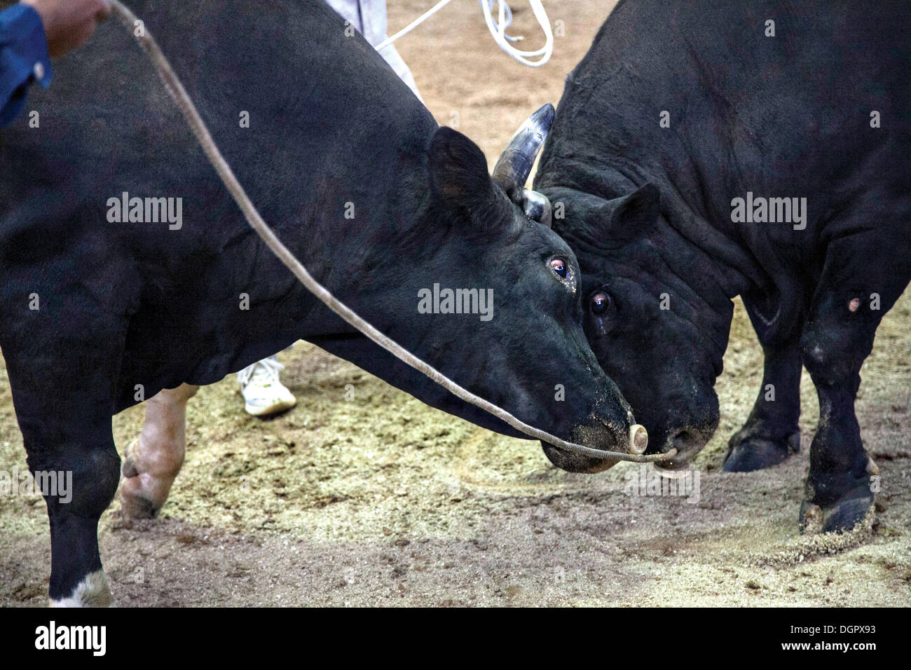 Two bulls during a bullfighting match at the Uruma Bullfighting ...