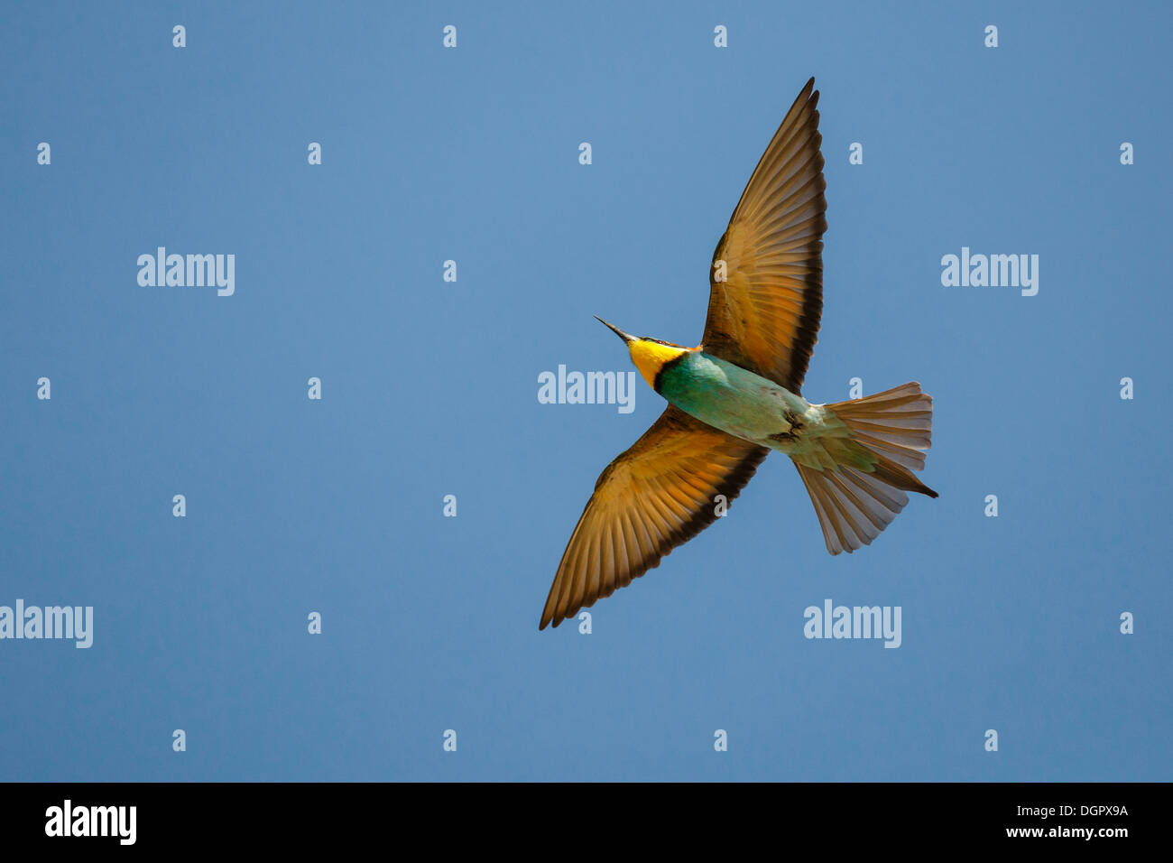 Bee-eater Merops apiaster Stock Photo - Alamy