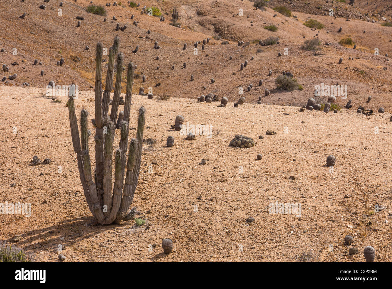 Atacama Desert Cactus