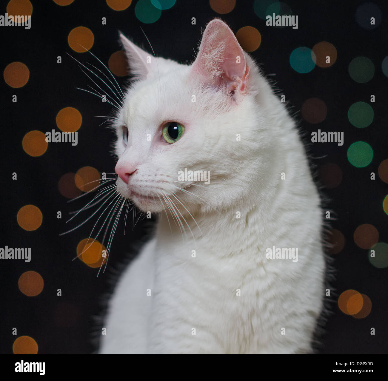 White cat over christmas hi-res stock photography and images - Alamy